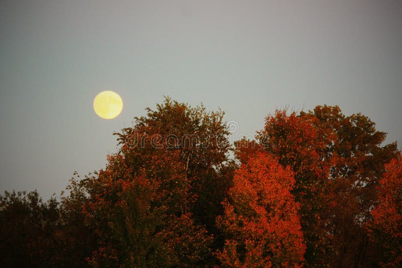 Fall Moon stock image. Image of beautiful, moon, amazing - 102026127