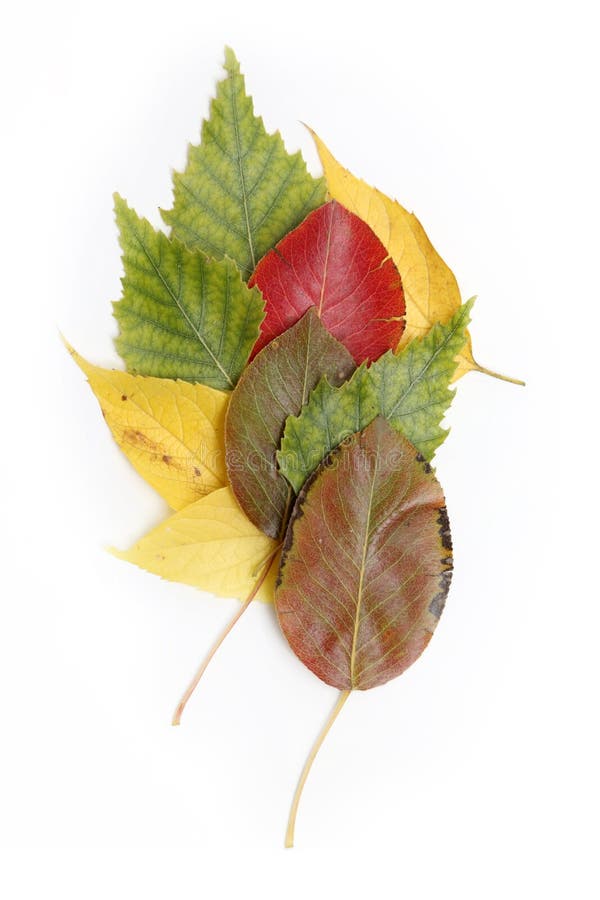 Colors of Fall stock image. Image of design, plant, color - 45575175