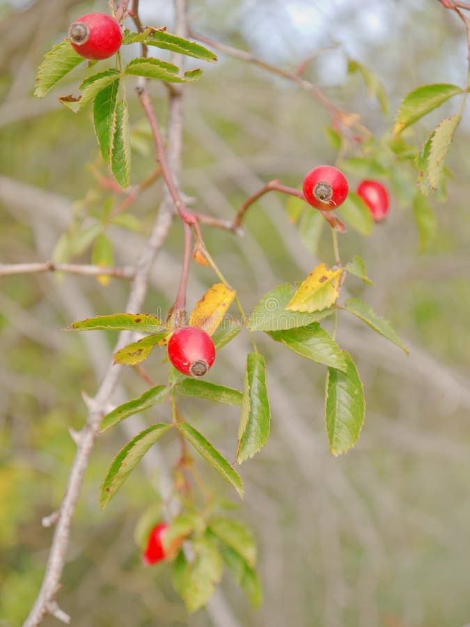 Colors of fall - rose hip stock photo. Image of bush - 27068090