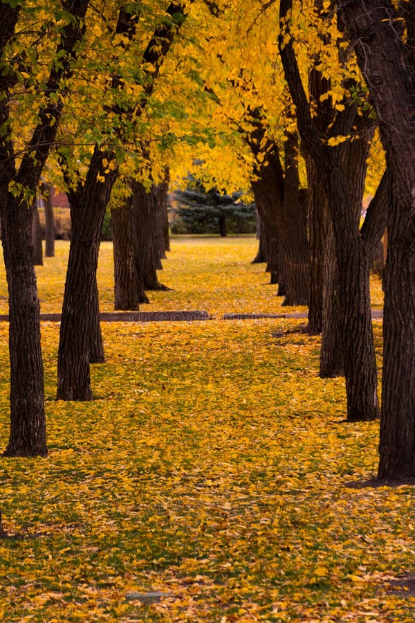 City Park in Autumn stock photo. Image of green, country - 101078154