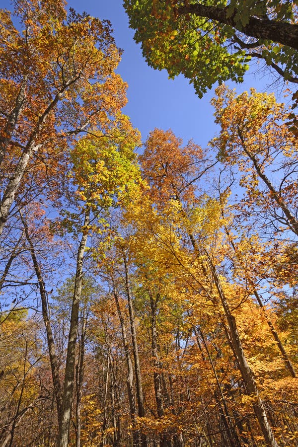 The Colors of Fall in the Tall Trees Stock Image - Image of outdoor ...