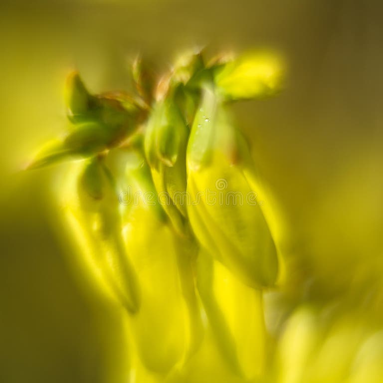 Spring Flowers in Macro Photos. Stock Photo - Image of tree, plant ...