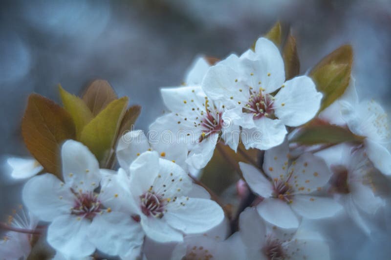 Spring Flowers in Macro Photos. Stock Photo - Image of spring, wing ...