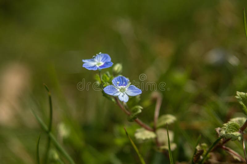 Spring Flowers in Macro Photos. Stock Image - Image of colors, daffodil ...