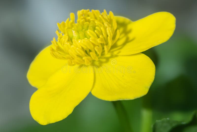 Spring Flowers in Macro Photos. Stock Image - Image of yellow, blurred ...
