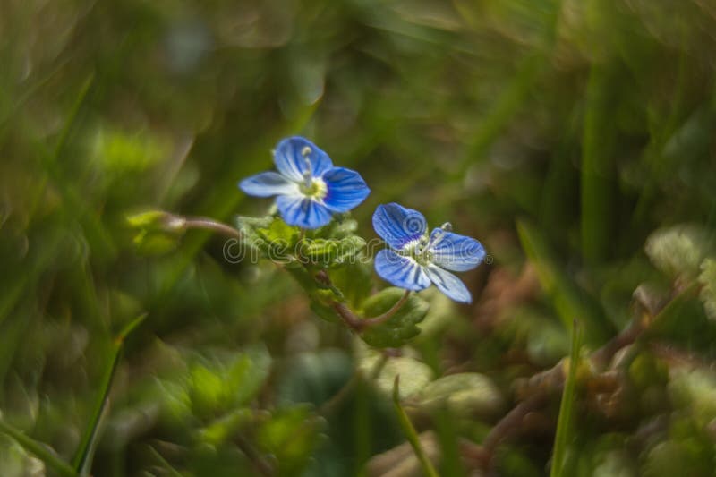 Spring Flowers in Macro Photos. Stock Photo - Image of tulip, meadow ...