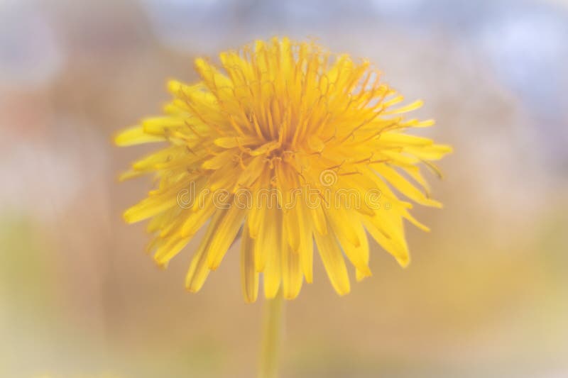 Spring Flowers in Macro Photos. Stock Image - Image of fern, hyacinth ...
