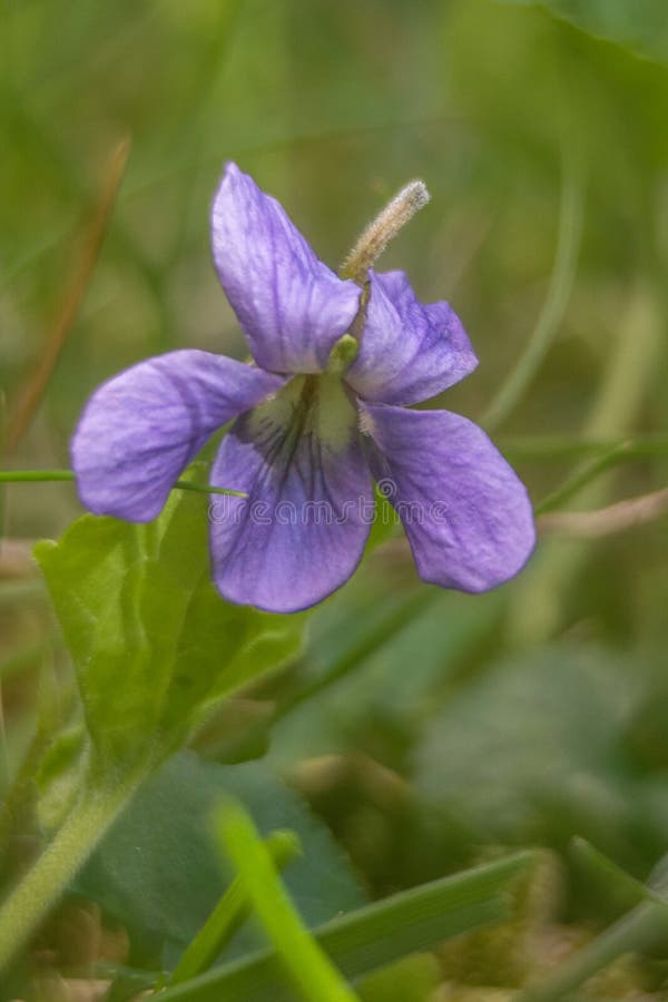 Spring Flowers in Macro Photos. Stock Image - Image of hyacinth ...