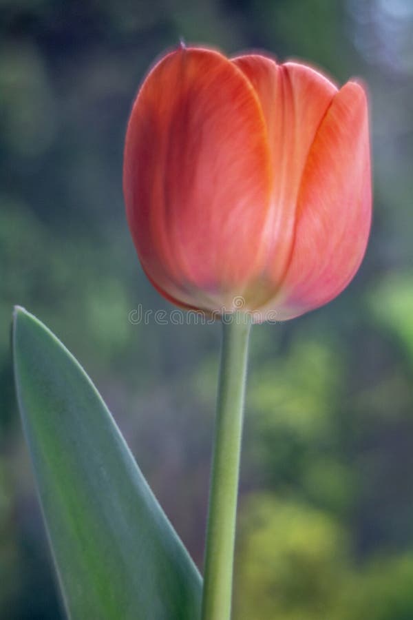 Spring Flowers in Macro Photos. Stock Image - Image of sweet, pansy ...