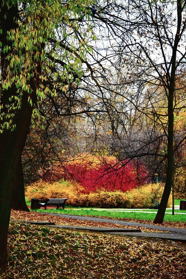 Colors Forest Park Fall Autumn Stock Photo - Image of grass, green ...