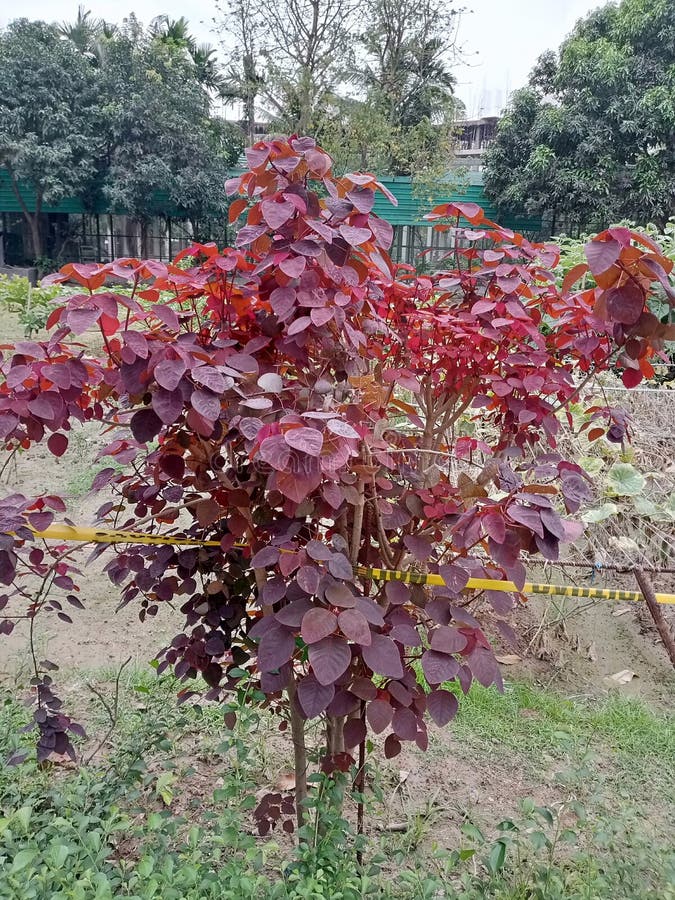 Colors Full Tree Nice Nature Stock Image - Image of full, nature: 281170113