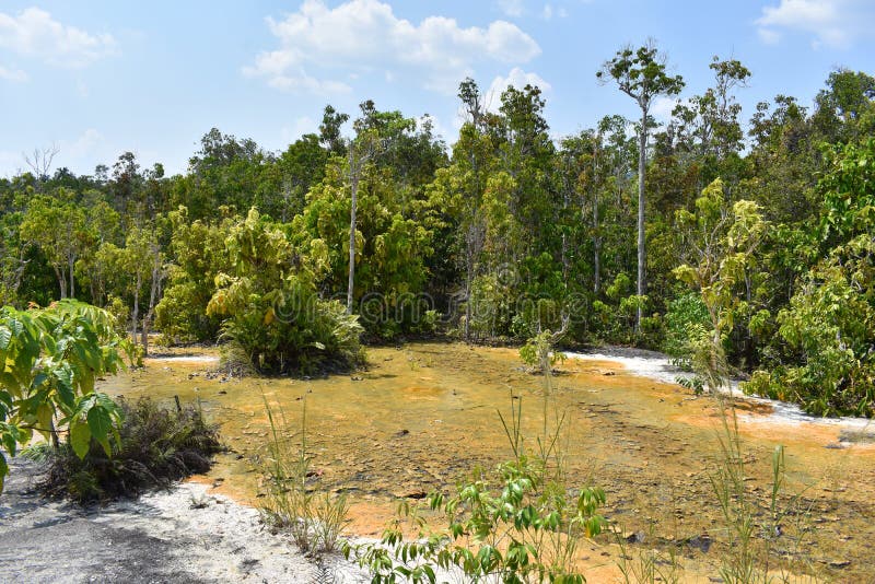 Colors of Jungle. Yellow Stream Stock Image - Image of jungle, colors ...