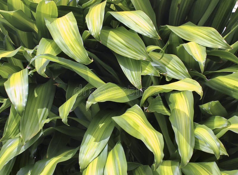 Colors of leaf stock photo. Image of green, foliage, tree - 35715206