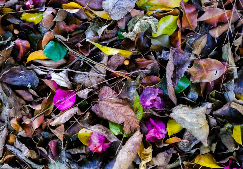 Colors leaf stock photo. Image of color, nature, colors - 122805522