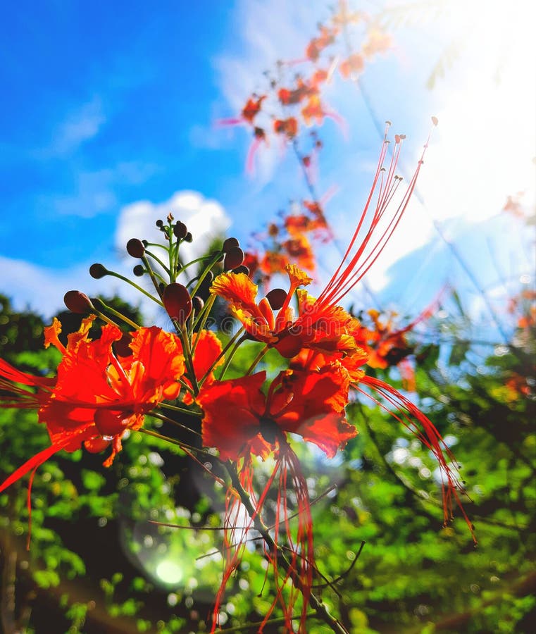 Fire Tree Flower stock photo. Image of tree, nature - 202677816