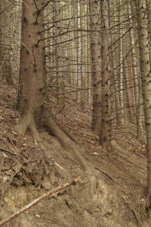 Landscape with Trunks of Trees - Pine Forest Stock Photo - Image of ...