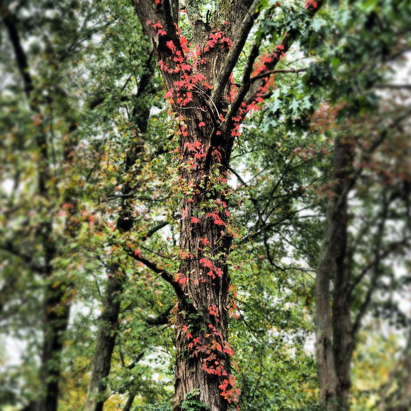 Colors of Nature with Vines of Red Leaves Climbing Tree Stock Photo ...