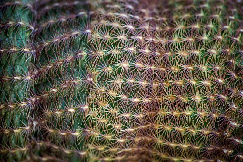 Colors and Patterns of the Cactus. Stock Image - Image of sharp, grass ...