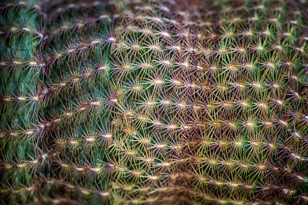 Colors and Patterns of the Cactus. Stock Image - Image of sharp, grass ...