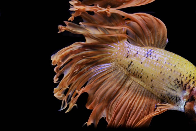 Colors and Patterns on the Fish Tail Surface Bite Stock Image - Image ...