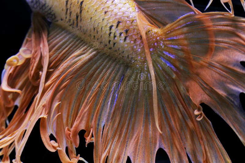 Colors and Patterns on the Fish Tail Surface Bite Stock Photo - Image ...