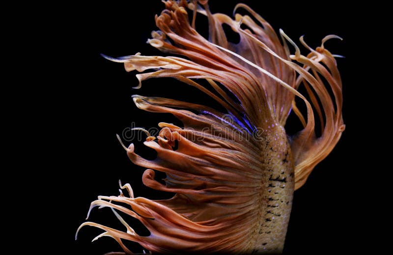 Colors and Patterns on the Fish Tail Surface Bite Stock Photo - Image ...