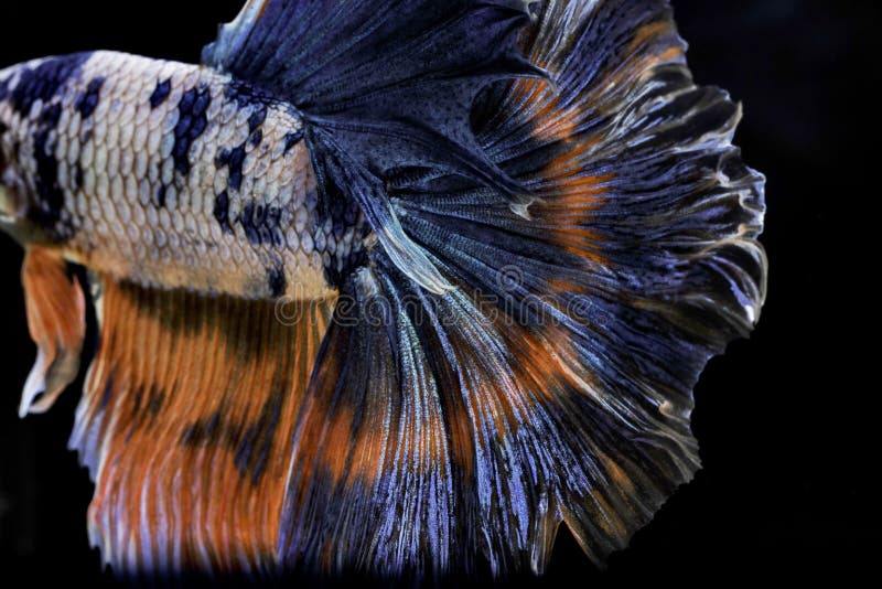 Colors and Patterns on the Fish Tail Surface Bite Stock Photo - Image ...