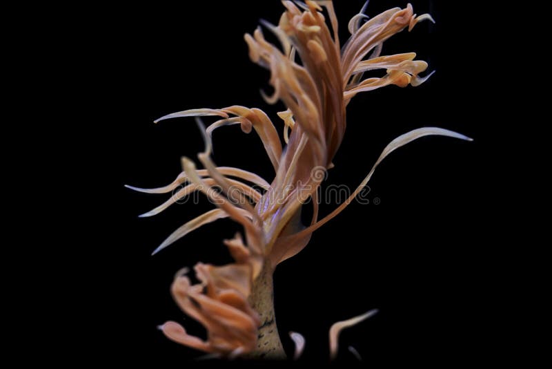 Colors and Patterns on the Fish Tail Surface Bite Stock Image - Image ...