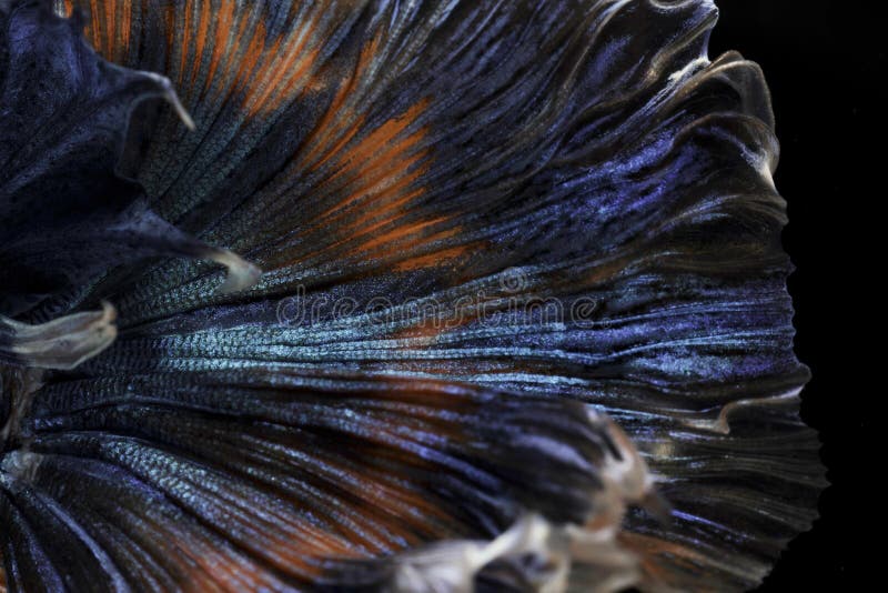 Colors and Patterns on the Fish Tail Surface Bite Stock Photo - Image ...