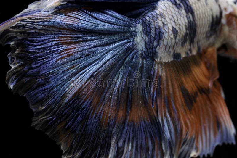 Colors and Patterns on the Fish Tail Surface Bite Stock Image - Image ...