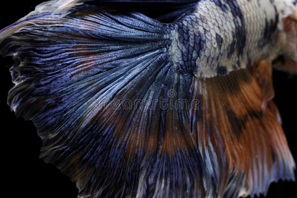 Colors and Patterns on the Fish Tail Surface Bite Stock Image - Image ...