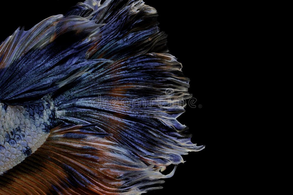 Colors and Patterns on the Fish Tail Surface Bite Stock Image - Image ...