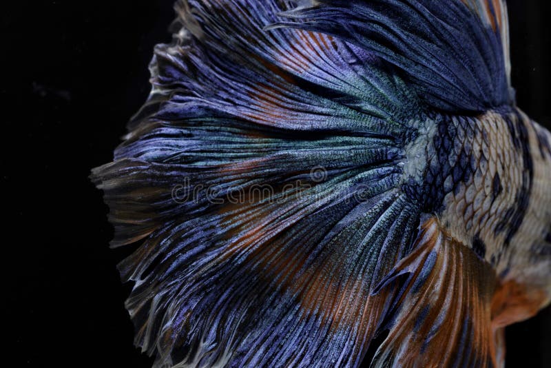 Colors and Patterns on the Fish Tail Surface Bite Stock Photo - Image ...