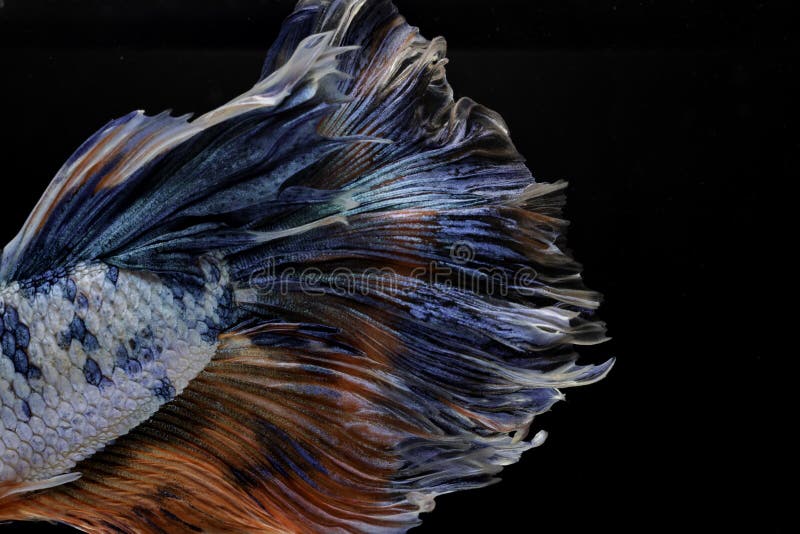 Colors and Patterns on the Fish Tail Surface Bite Stock Photo - Image ...