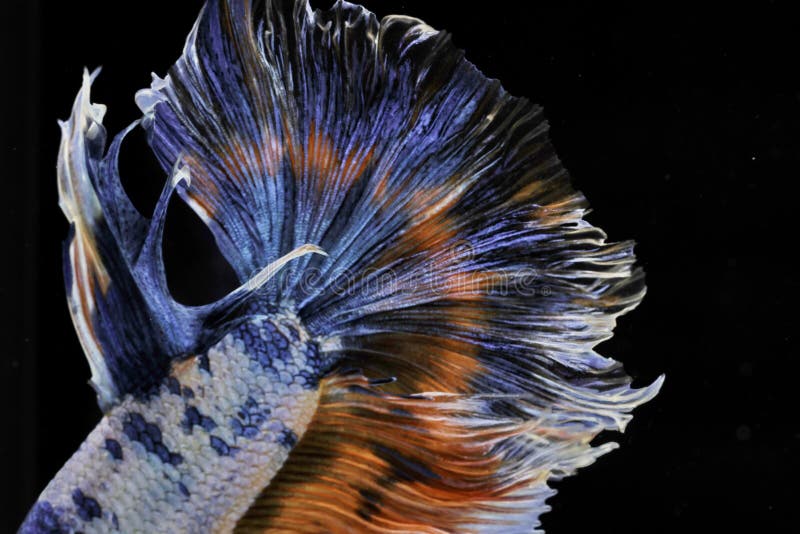 Colors and Patterns on the Fish Tail Surface Bite Stock Image - Image ...