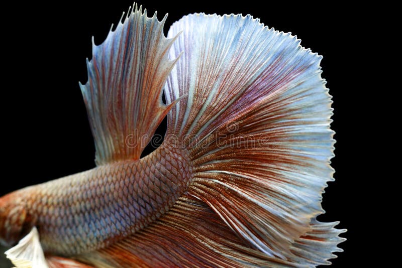 Colors and Patterns on the Fish Tail Surface Bite Stock Photo - Image ...