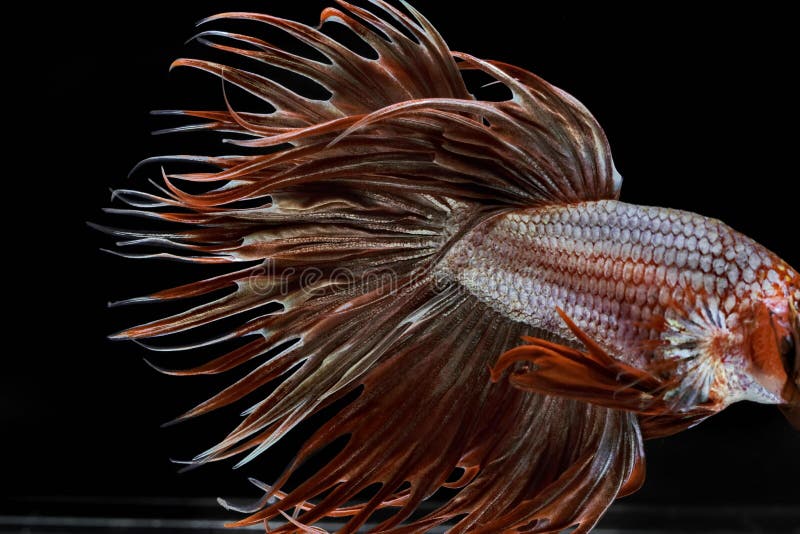 Colors and Patterns on the Fish Tail Surface Bite Stock Photo - Image ...