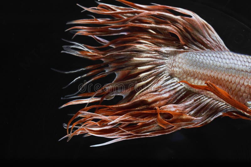 Colors and Patterns on the Fish Tail Surface Bite Stock Photo - Image ...