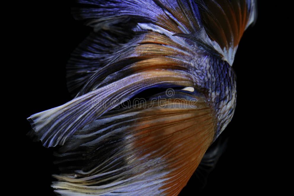 Colors and Patterns on the Fish Tail Surface Bite Stock Image - Image ...
