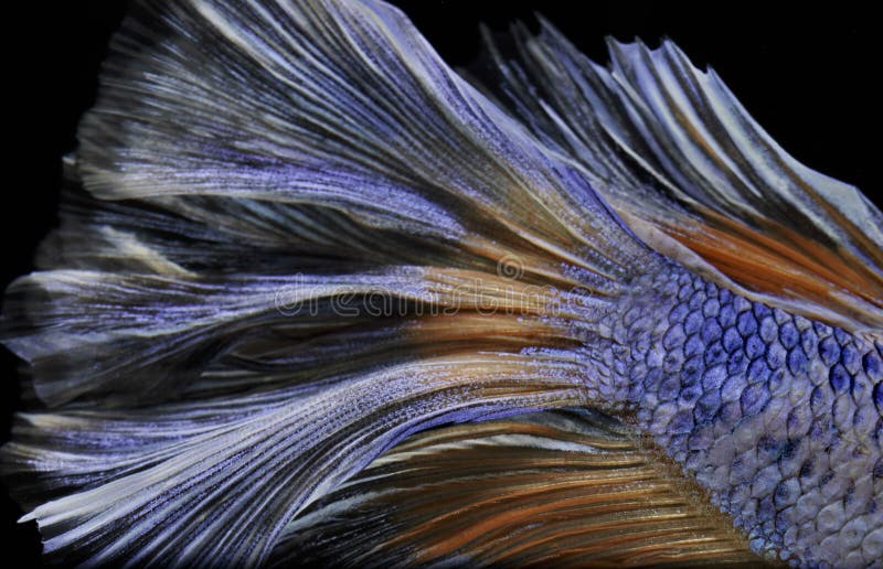 Colors and Patterns on the Fish Tail Surface Bite Stock Image - Image ...