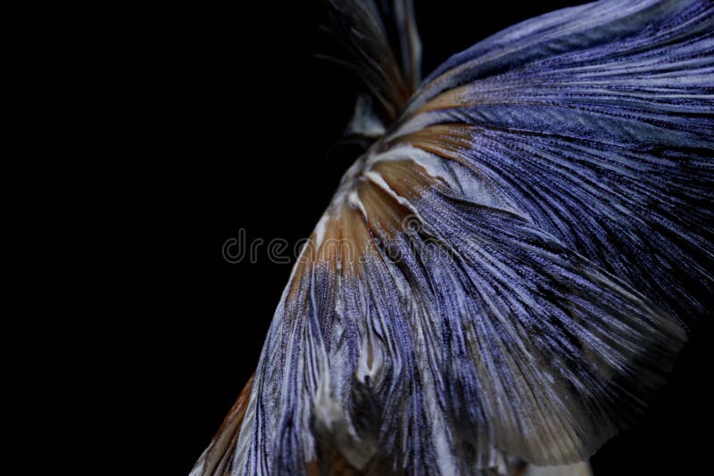 Colors and Patterns on the Fish Tail Surface Bite Stock Photo - Image ...