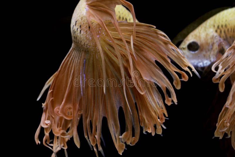 Colors and Patterns on the Fish Tail Surface Bite Stock Photo - Image ...