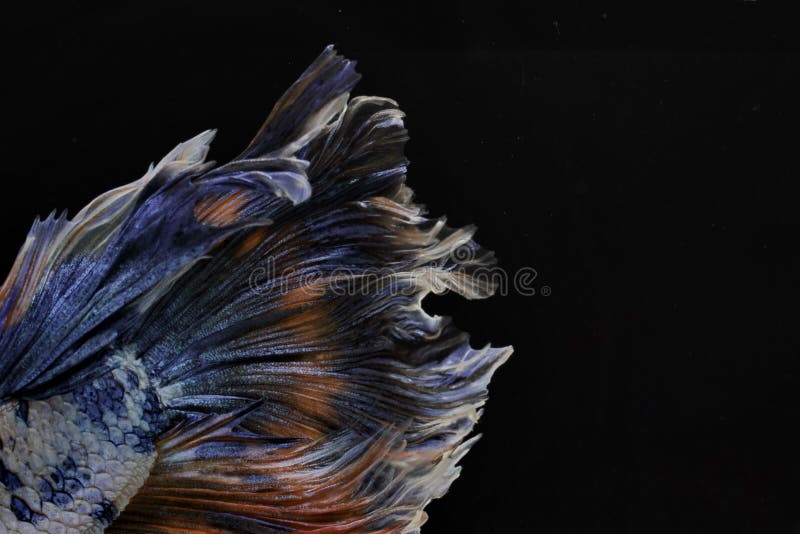 Colors and Patterns on the Fish Tail Surface Bite Stock Image - Image ...