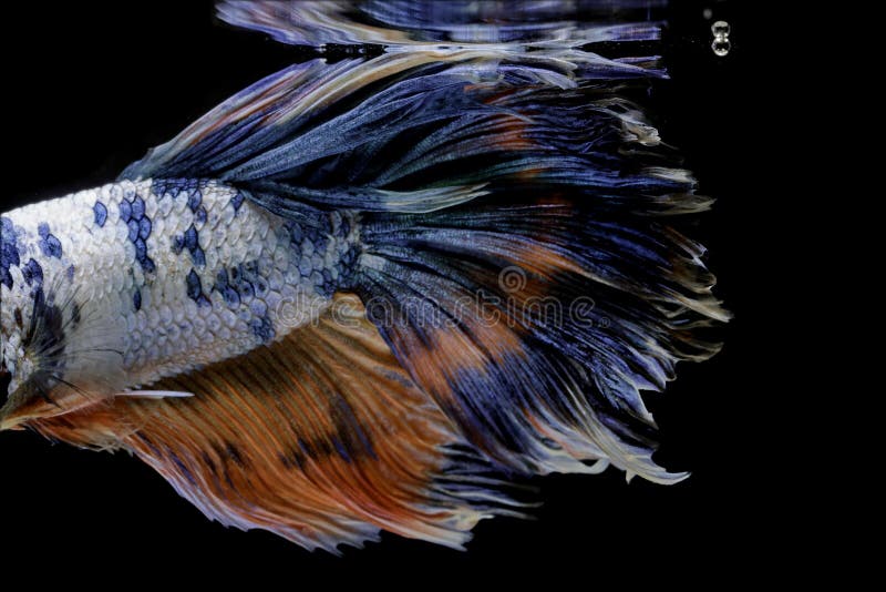 Colors and Patterns on the Fish Tail Surface Bite Stock Image - Image ...