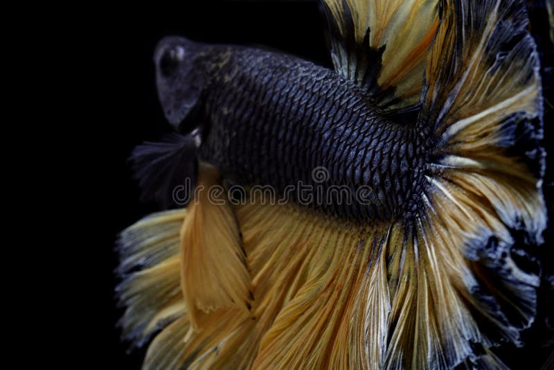Colors and Patterns on the Fish Tail Surface Bite Stock Image - Image ...