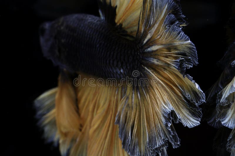 Colors and Patterns on the Fish Tail Surface Bite Stock Photo - Image ...