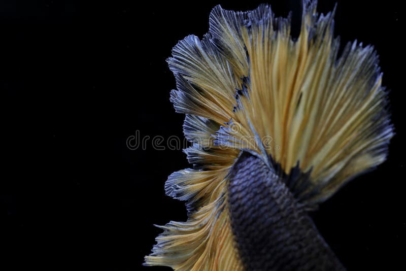 Colors and Patterns on the Fish Tail Surface Bite Stock Image - Image ...