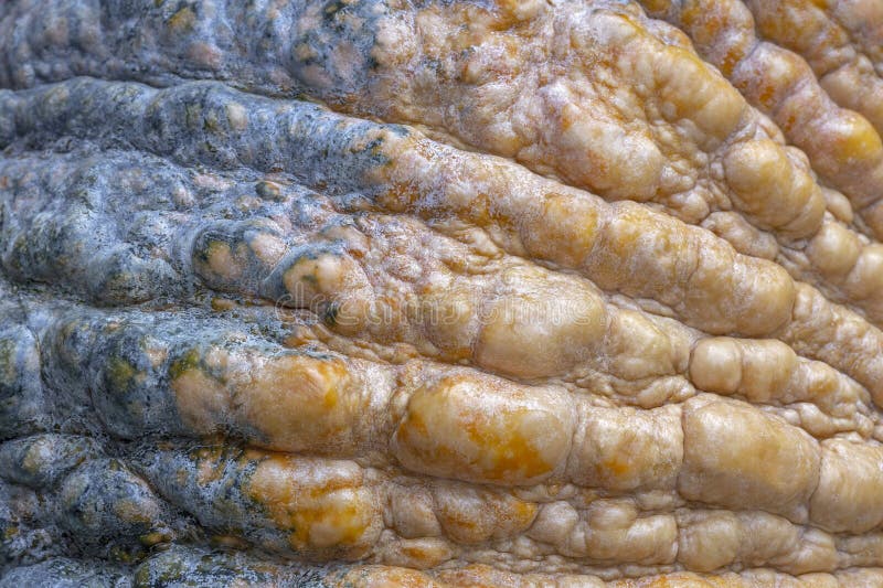 Patterns of pumpkin skin. stock image. Image of background - 299499655