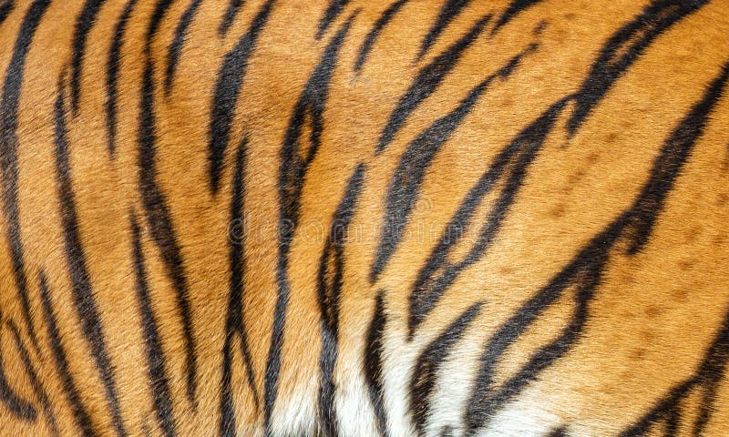 Patterns of tiger skin. stock photo. Image of predator - 307498228