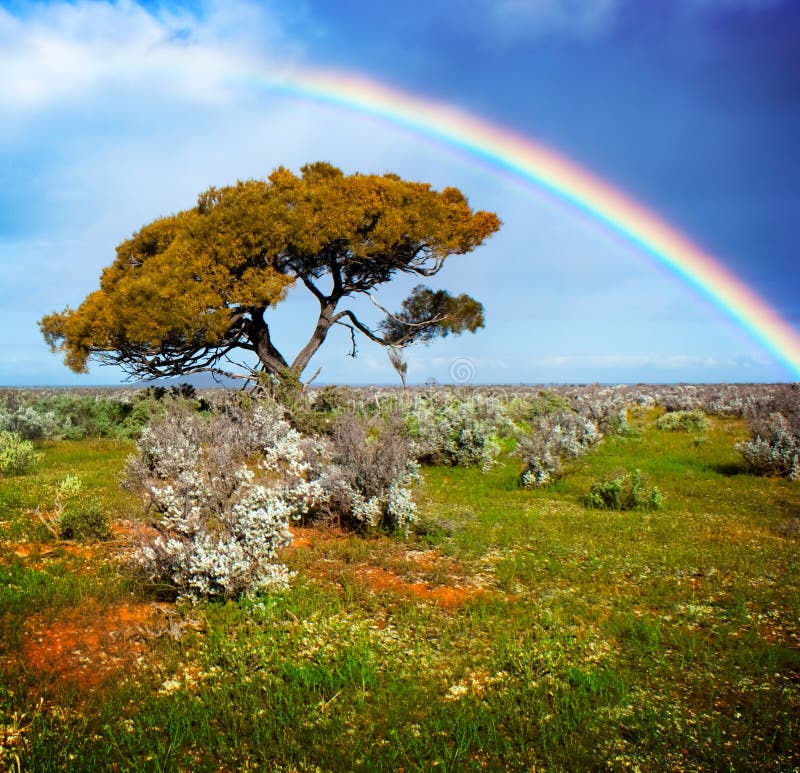 Colors of the Rainbow stock photo. Image of grass, tree - 16932290
